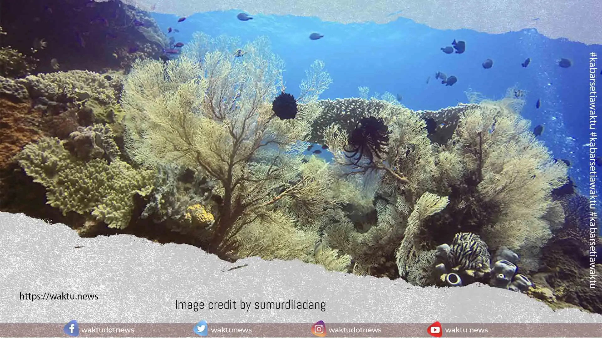 Spot Barakuda Bolsel, Rekomendasi Wisata Bahari Sulut • Waktu news