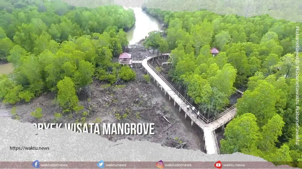 Tracking Mangrove In Love: Keindahan dan Pelestariannya • Waktu news